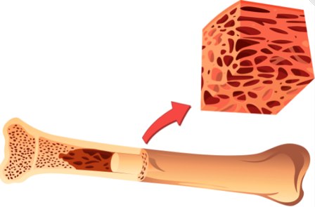 Bone marrow – Isaac's science blog