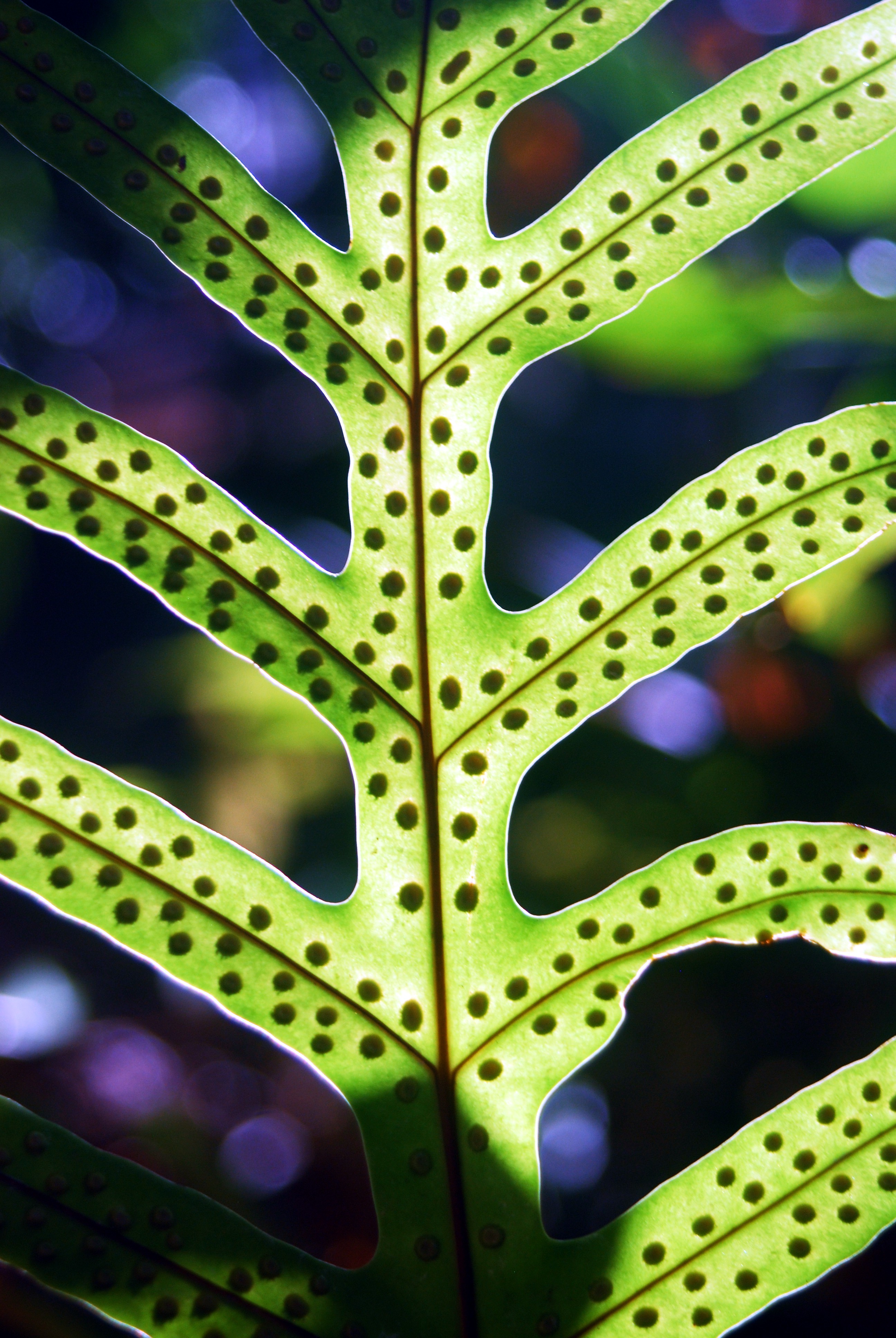 Spores – Isaac's science blog