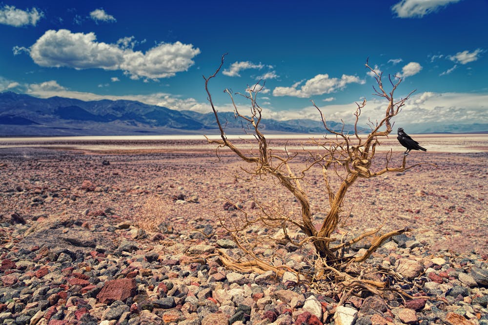 How Droughts Can Lead to Ecological Devastation – Isaac's Science Blog