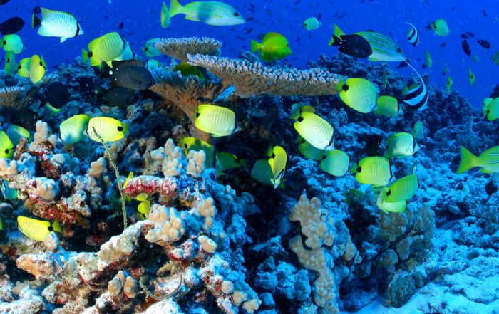 Marine Protected Areas – Isaac's science blog