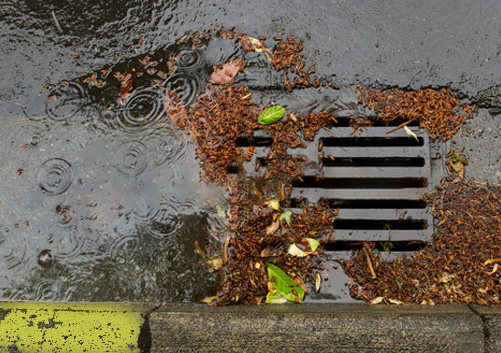 Adopt a Catch Basin Programs – Isaac's Science Blog